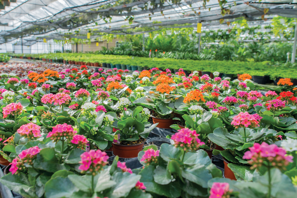 Geremia Greenhouse Receives Connecticut Century Farm Award