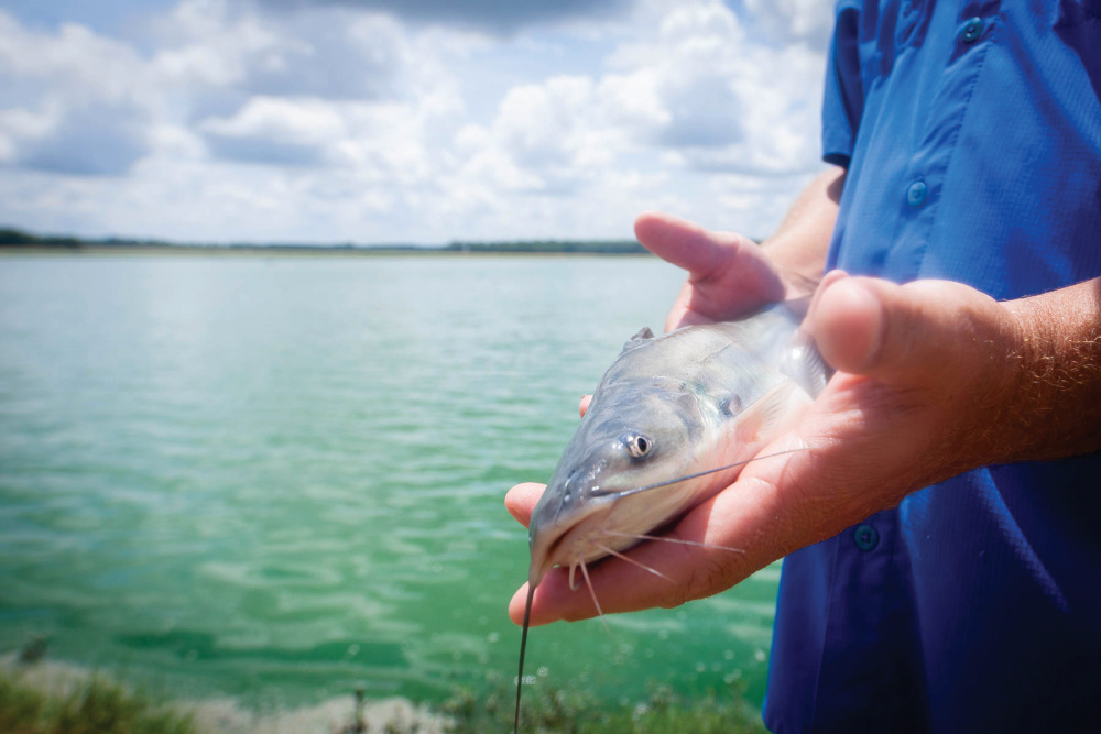 Venture on the U.S. Farm-Raised Mississippi Catfish Trail - Farm Flavor