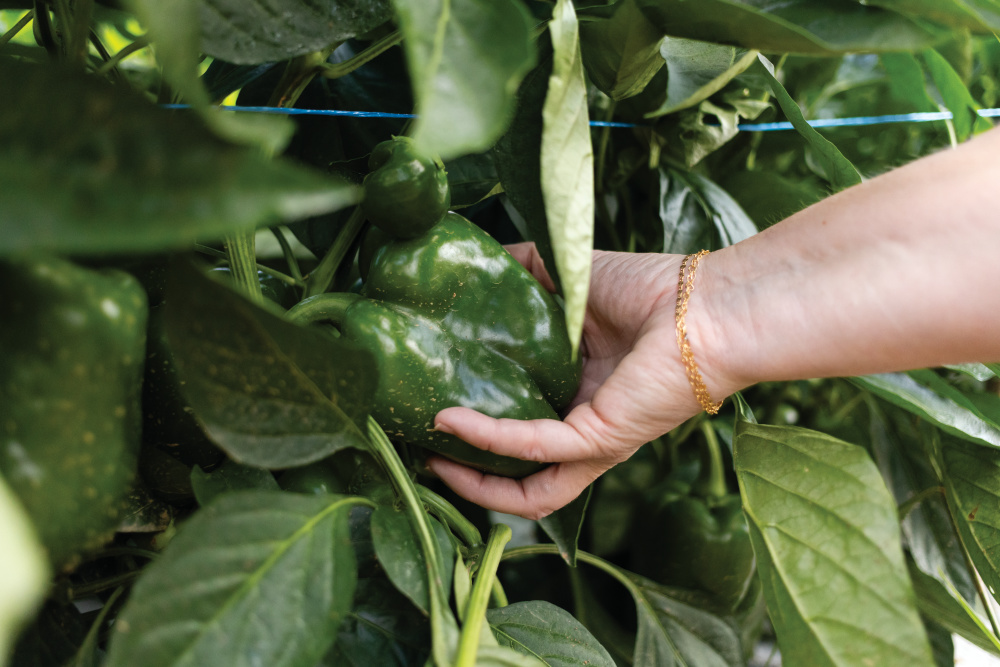 Cornett Farm Fresh Creates a Harvest Hub for Kentucky Goods - Farm Flavor
