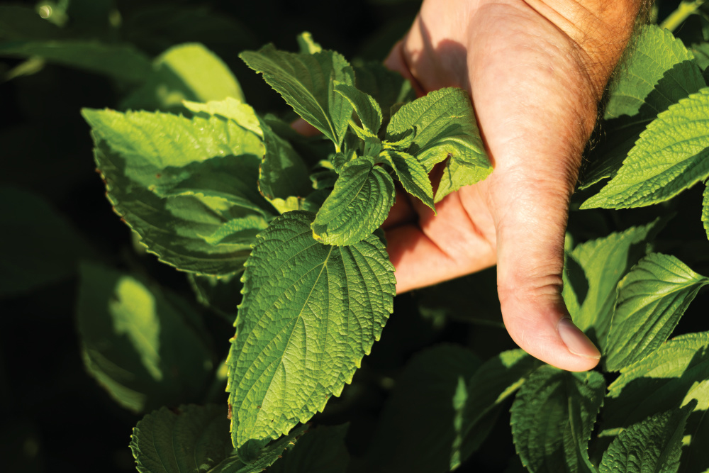 Heartland Chia Cultivates the First U.S.-Grown Chia Seeds - Farm Flavor