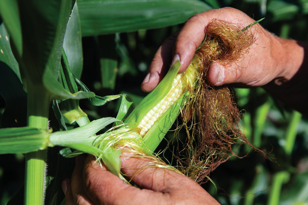 Kanbol Corn Containers Turns Cornfield Waste Into an Eco-Friendly ...
