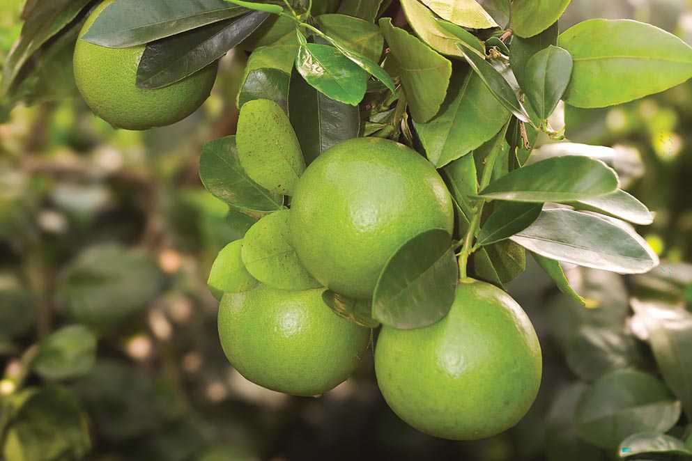 New Growing Methods Sprout Hope for Citrus in Florida and Beyond - Farm ...