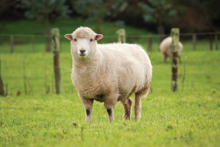 Different Types of Wool and Their Uses - Farm Flavor