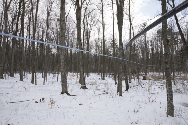 How Is Maple Syrup Made? Follow the Process From Tap to Table - Farm Flavor