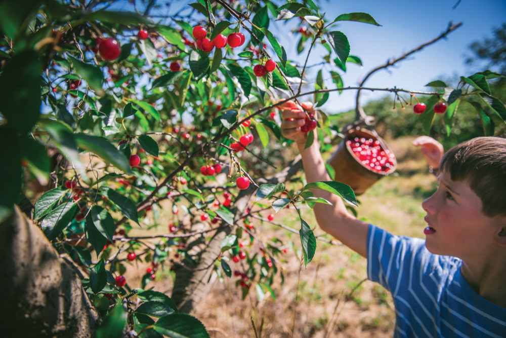 Cherry Republic Counts the Ways to Love Michigan Cherries - Farm Flavor